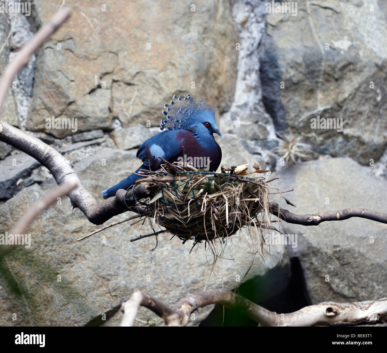 Largest living pigeon hi-res stock photography and images - Alamy
