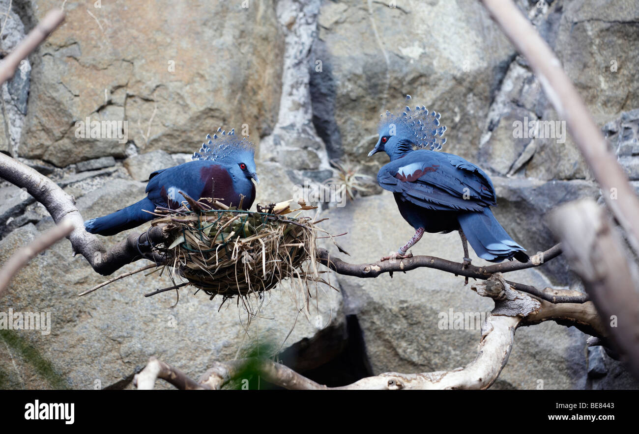Victoria birds hi-res stock photography and images - Alamy