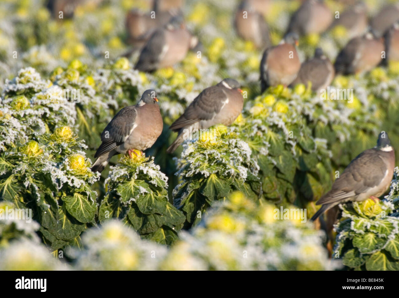 houtduiven op spruiten; wood pigeons on brusselsprouts Stock Photo - Alamy