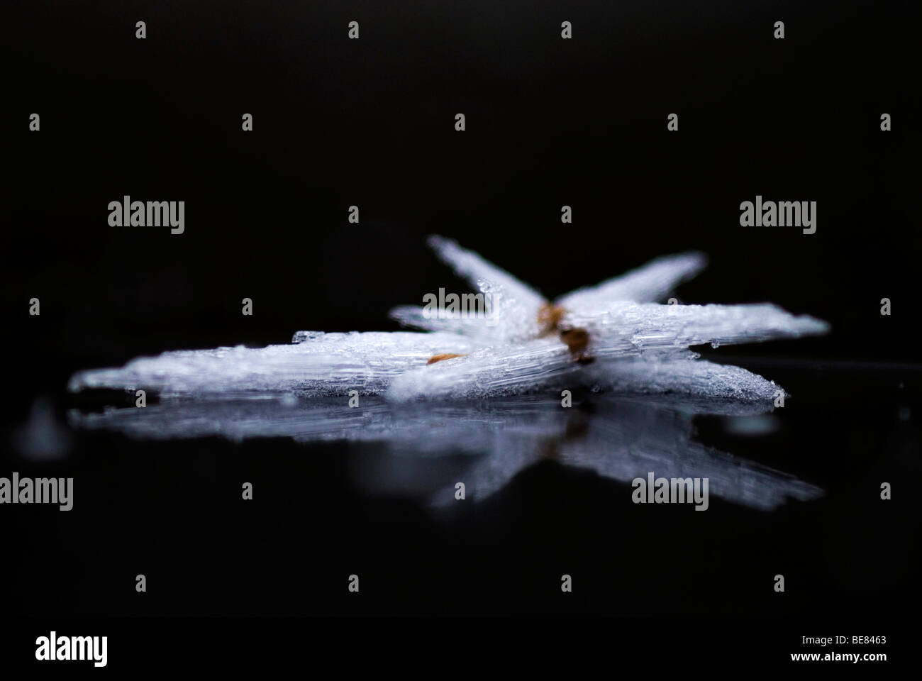 ijs kristal op donker ijs; ice cristal on dark ice Stock Photo - Alamy