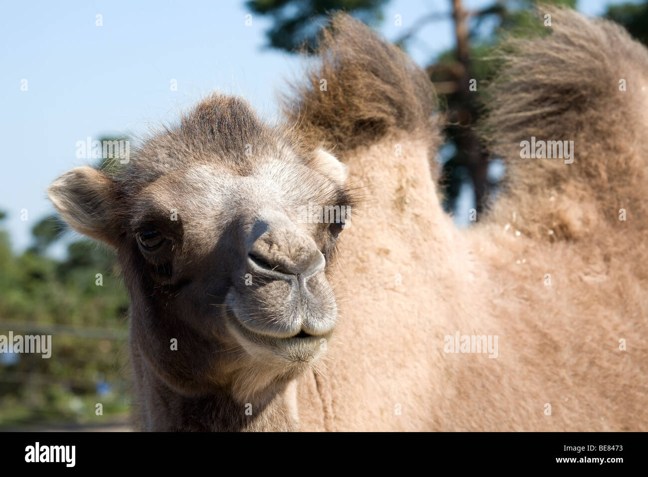 Bactrianus hi-res stock photography and images - Alamy