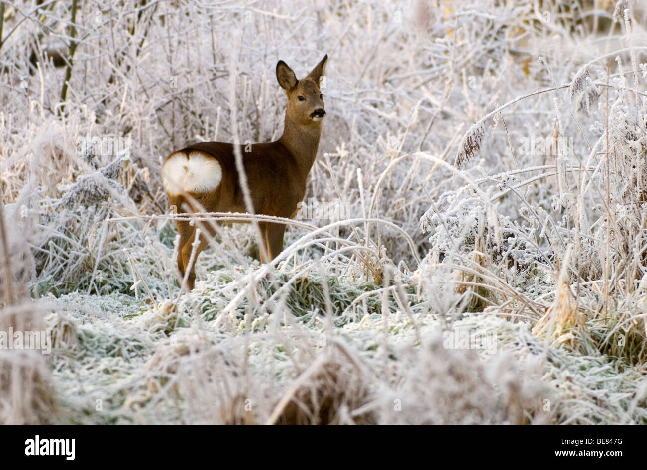 ree in winters rietruigte; roe deer in winter reedbed Stock Photo - Alamy