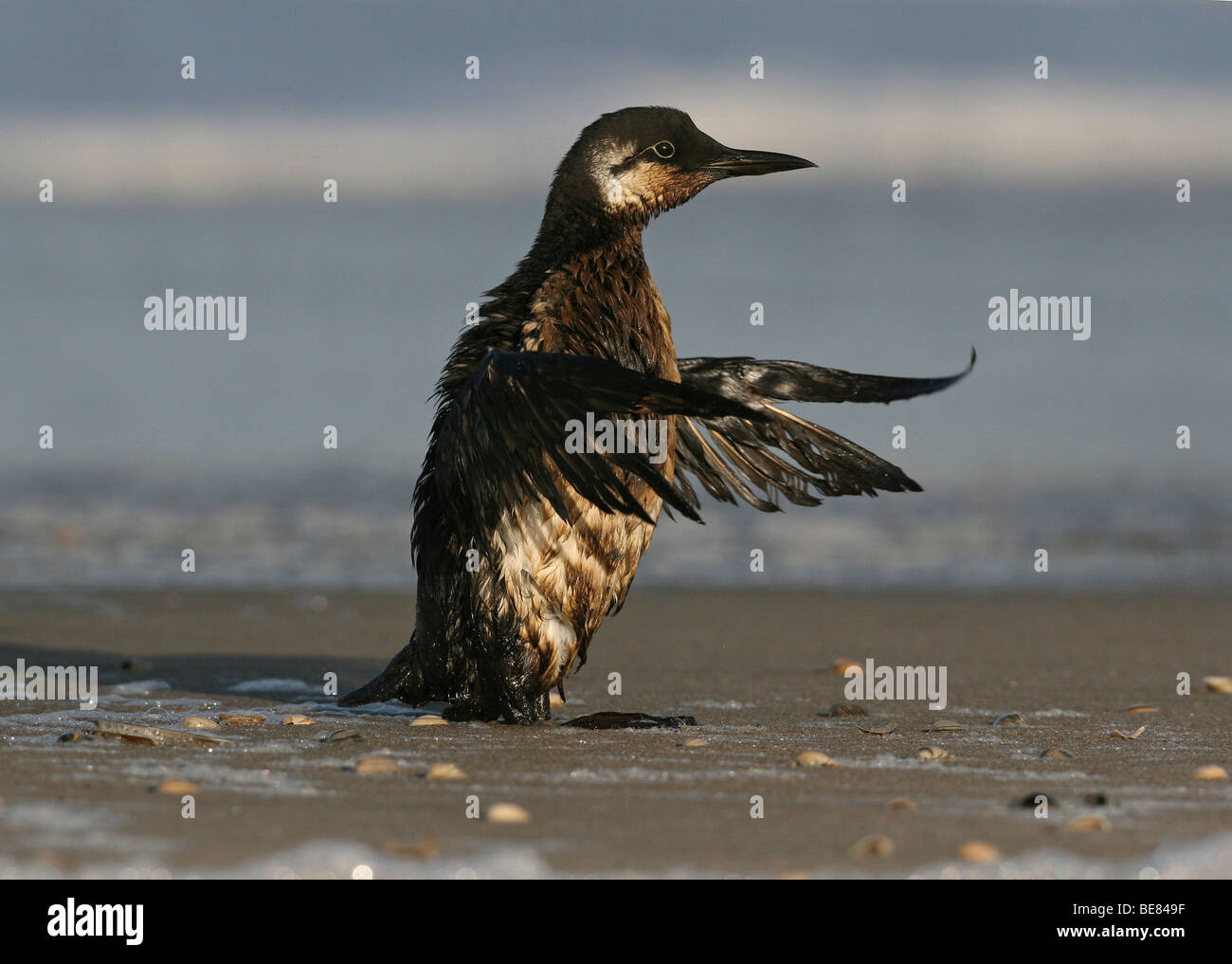 Slachtoffer hi-res stock photography and images - Alamy