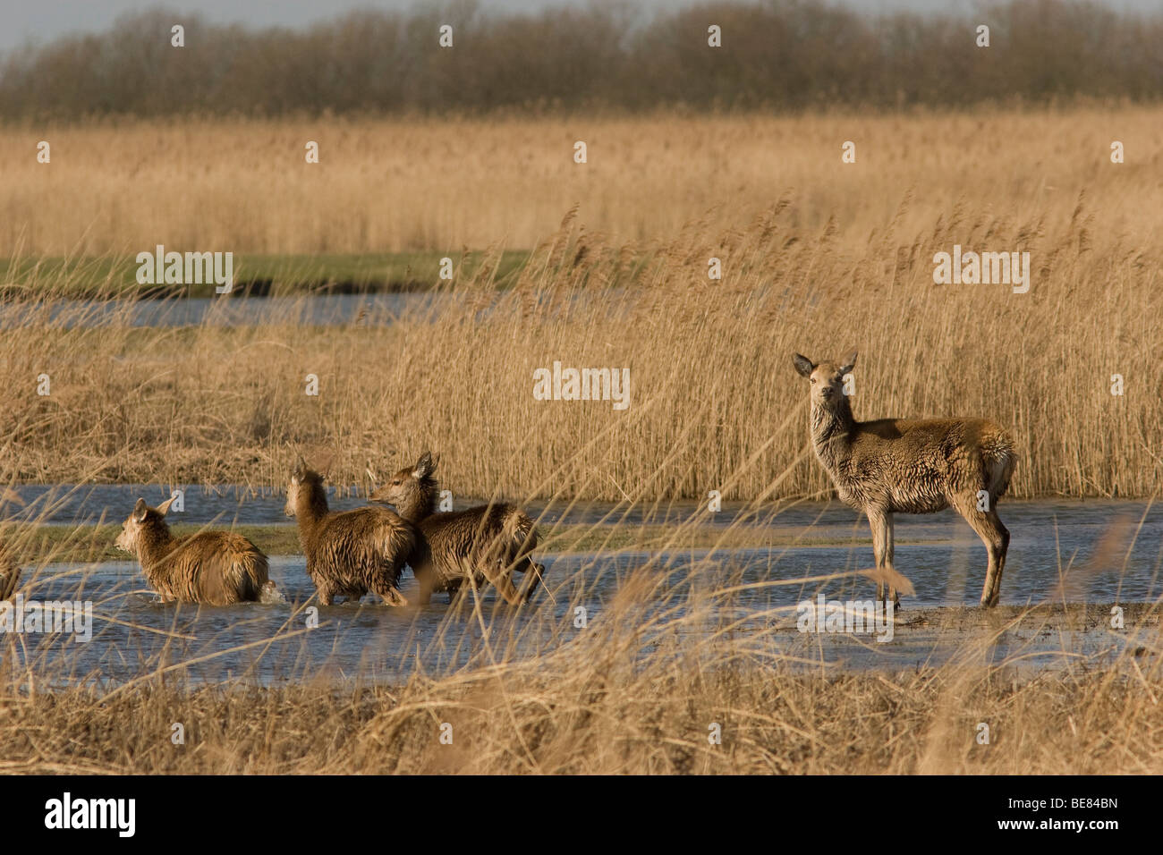 Edelherten hi-res stock photography and images - Alamy