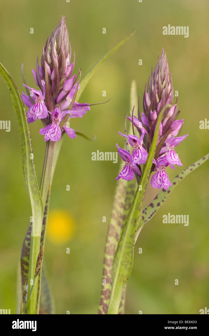 Gevlekte hi-res stock photography and images - Alamy