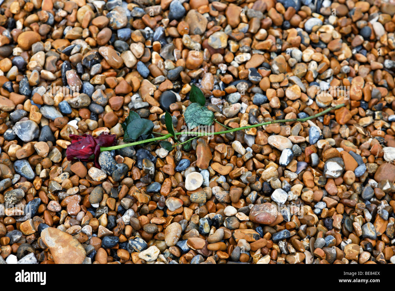 Roses red sea coast hi-res stock photography and images - Alamy