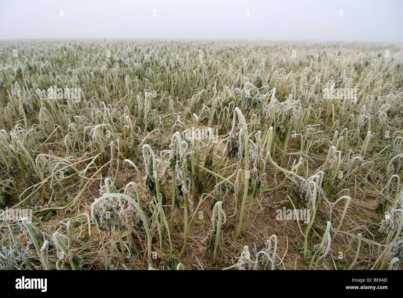 Bladrammenas hi-res stock photography and images - Alamy