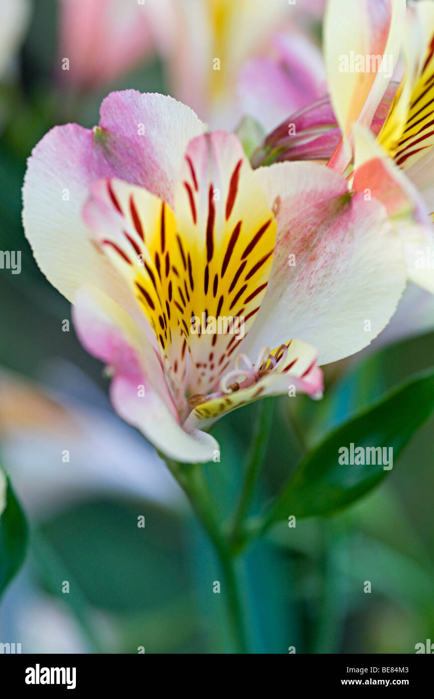 alstroemeria flower in a uk garden Stock Photo - Alamy