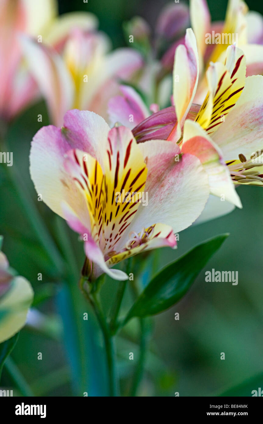 alstroemeria flower in a uk garden Stock Photo - Alamy