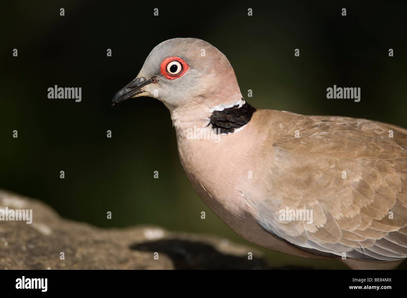 African mourning dove (Streptopelia decipiens), Lake Baringo, Kenya ...
