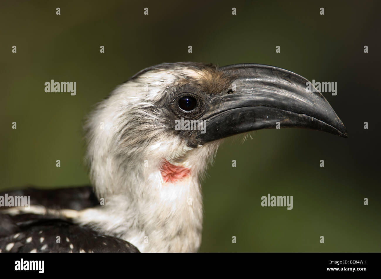 Jackson's hornbill (Tockus jacksoni), female, Lake Baringo, Kenya Stock ...