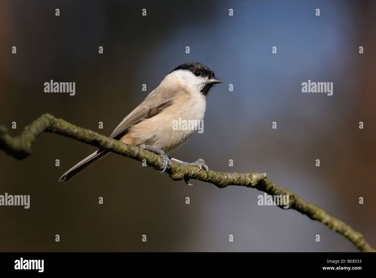 Matkop; Willow tit Stock Photo - Alamy