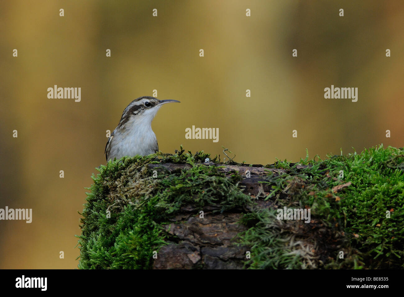 Boomkruiper; Short-toed Tree Creeper Stock Photo - Alamy