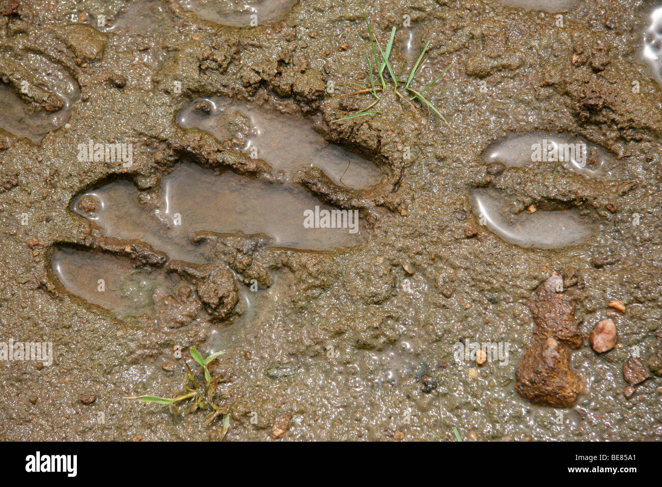 Imprints in the mud of the jungle of Karnataka in South India. The ...