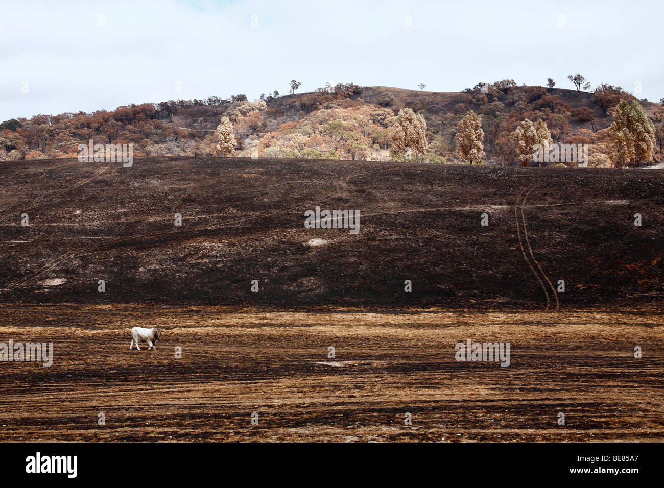 australian bush fire damage,australian bush fire aftermath,post ...