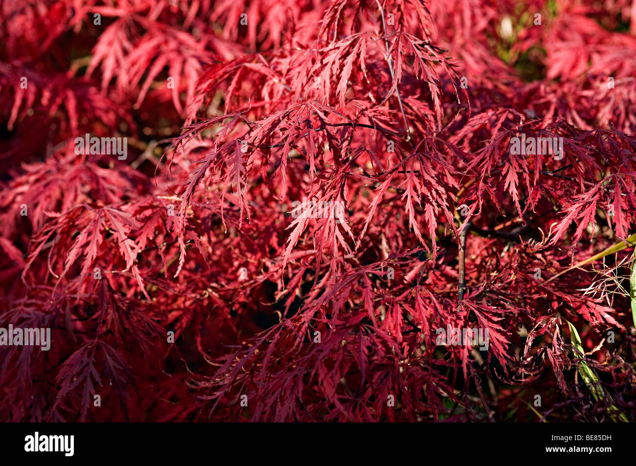 Wet leaves of a red japanese maple hi-res stock photography and images ...