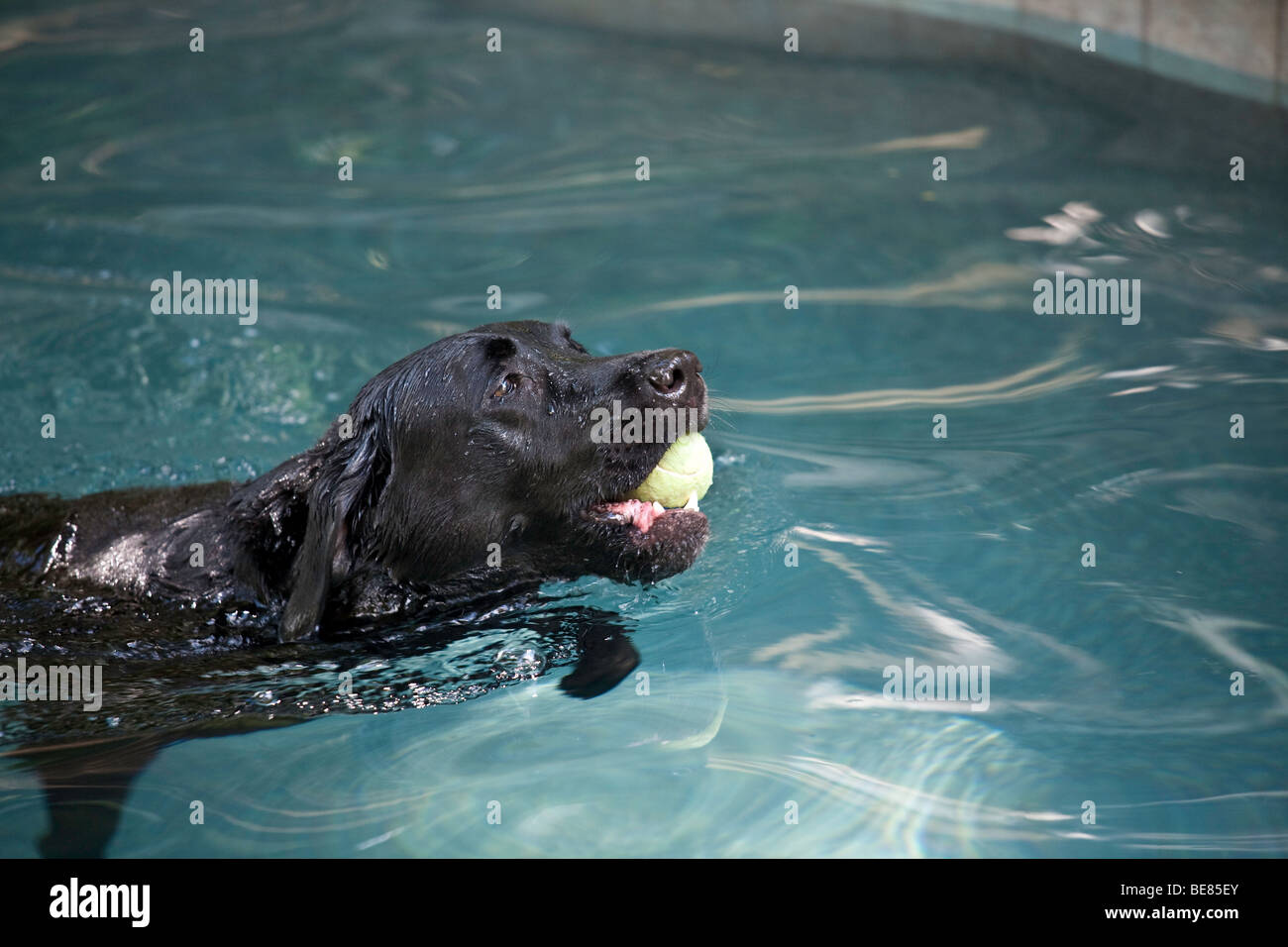 Black Labrador Dog With Tennis ball in Mouth in Swimming Pool, USA ...