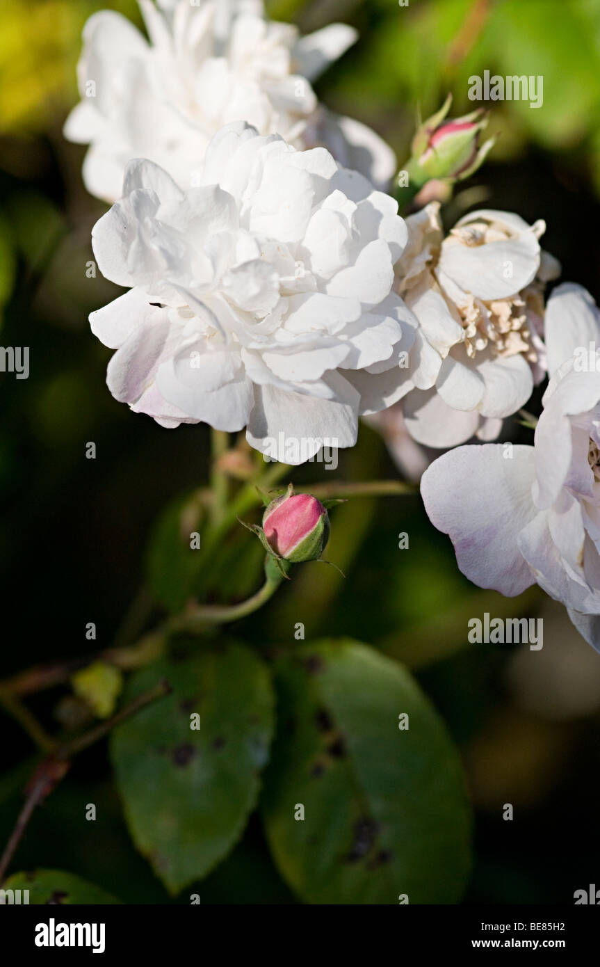 patio rose with white flowers in a uk garden Stock Photo - Alamy