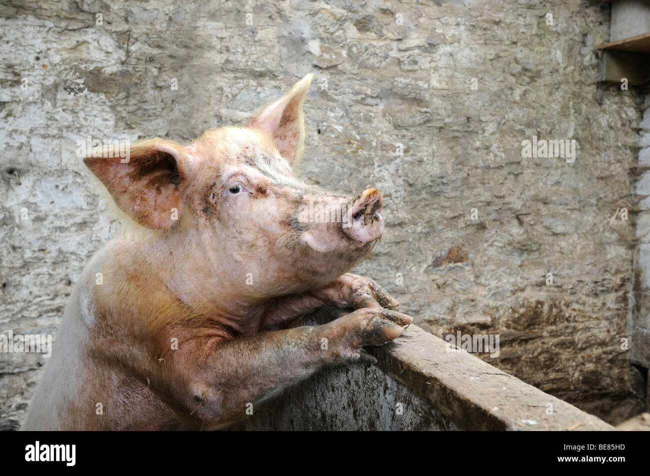 Pig head wall hi-res stock photography and images - Alamy