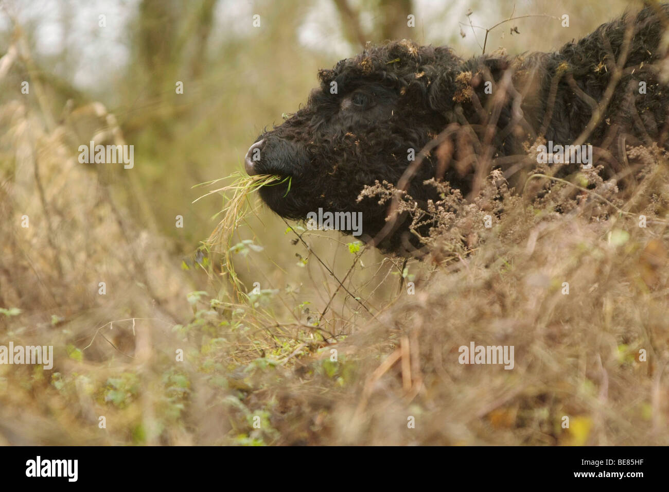 Galloway runderen hi-res stock photography and images - Alamy