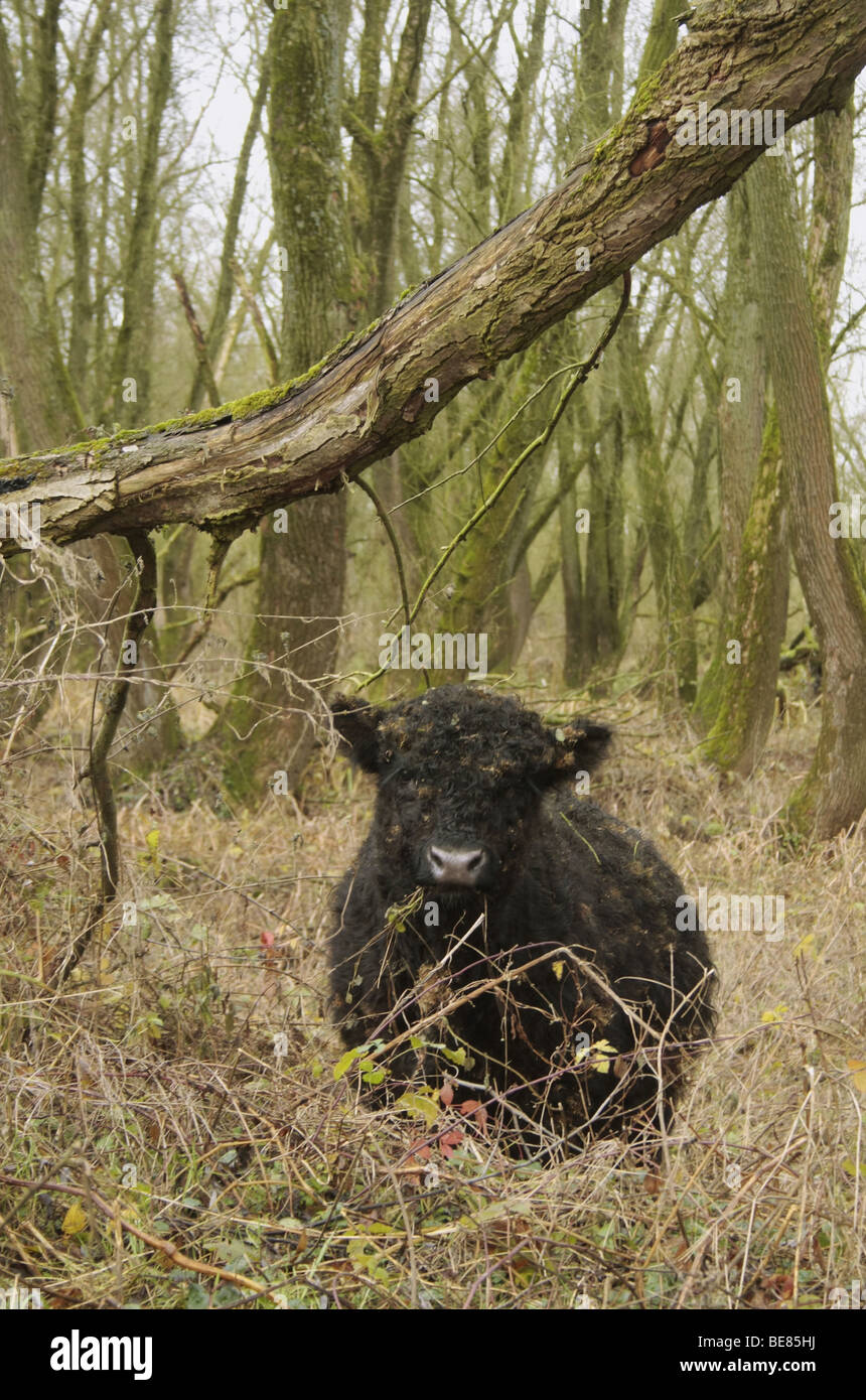 Grote grazers hi-res stock photography and images - Alamy