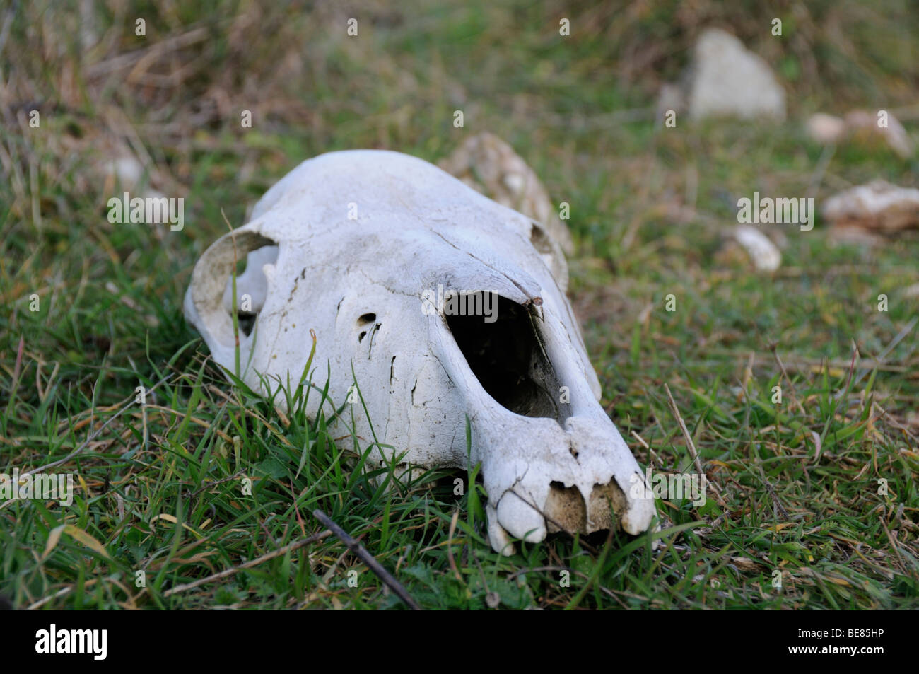 Cranium hi-res stock photography and images - Alamy