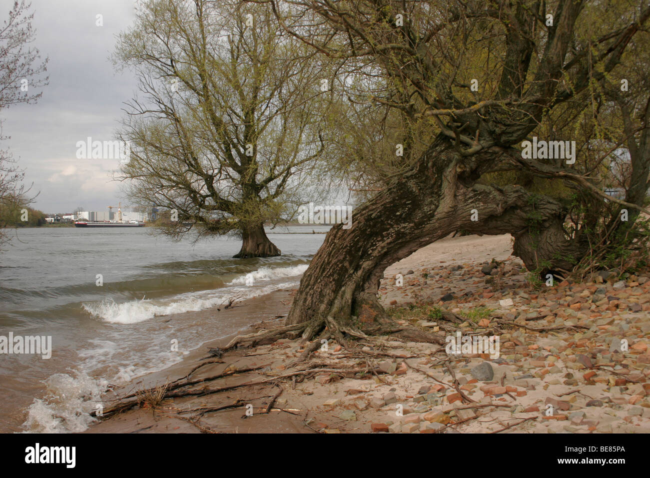 Willows at a river beach of the river Waal Stock Photo - Alamy