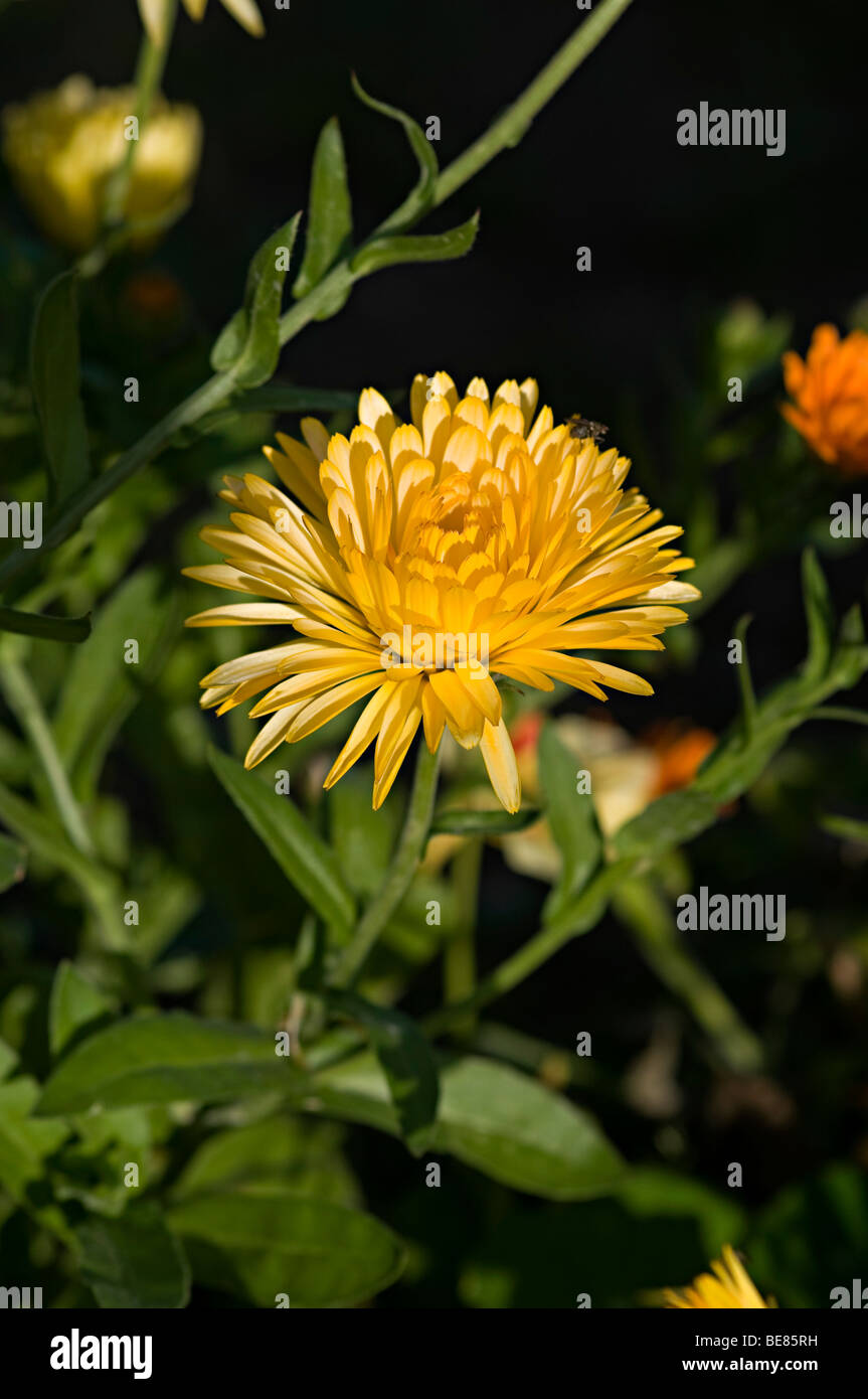 calendula yellow flower plant also used in alternative medicine Stock ...