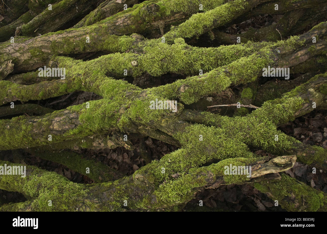 The roots of a willow Stock Photo - Alamy