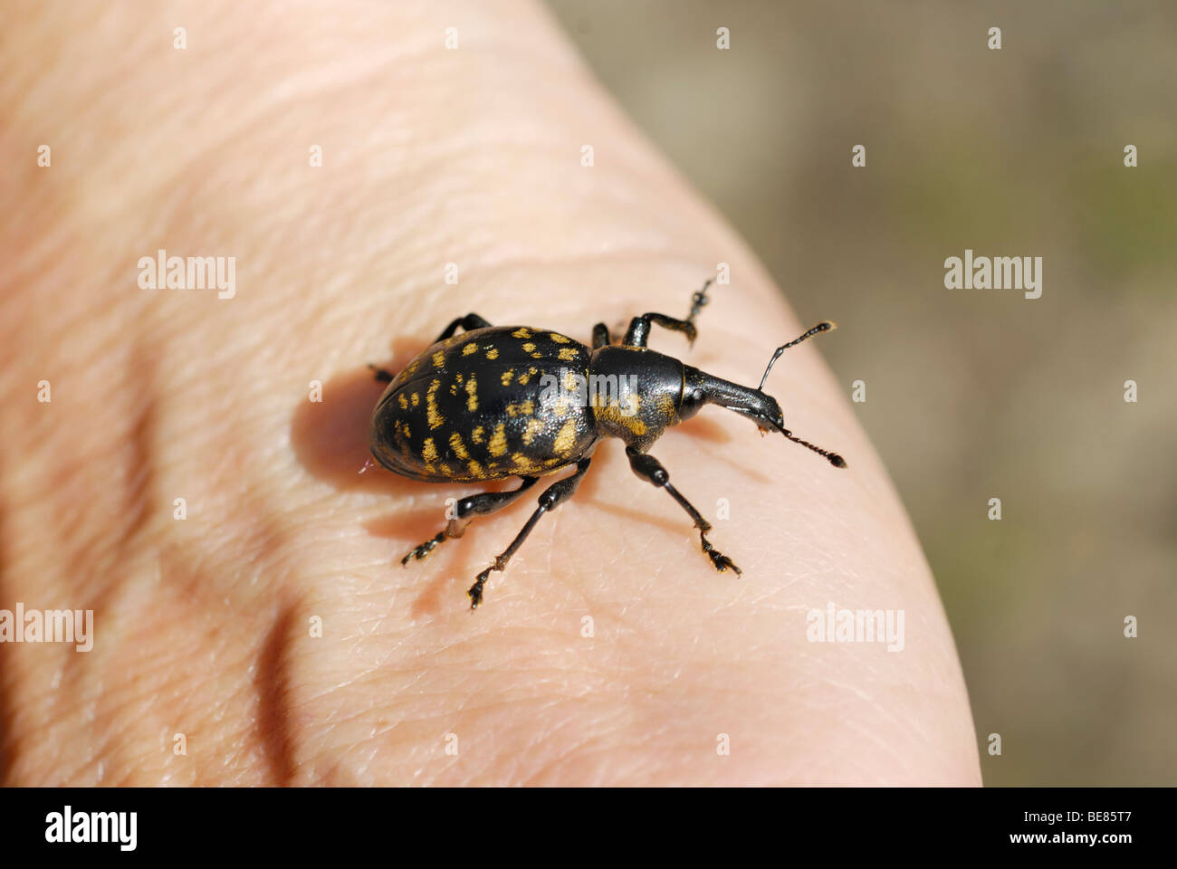 Large brown pine weevil (Hylobius abietis), forest pest, on the back of ...