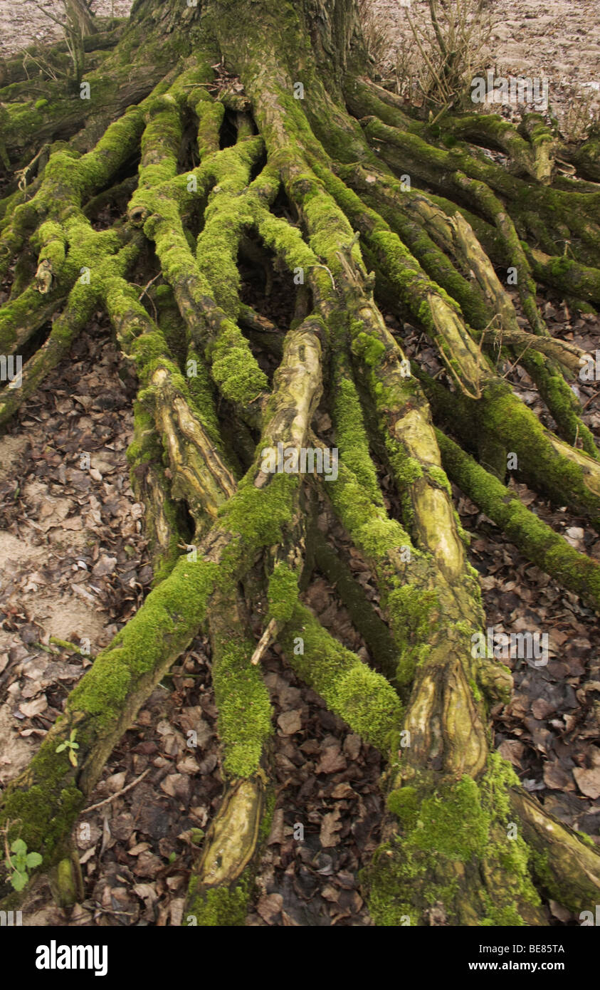 Wortels hi-res stock photography and images - Alamy