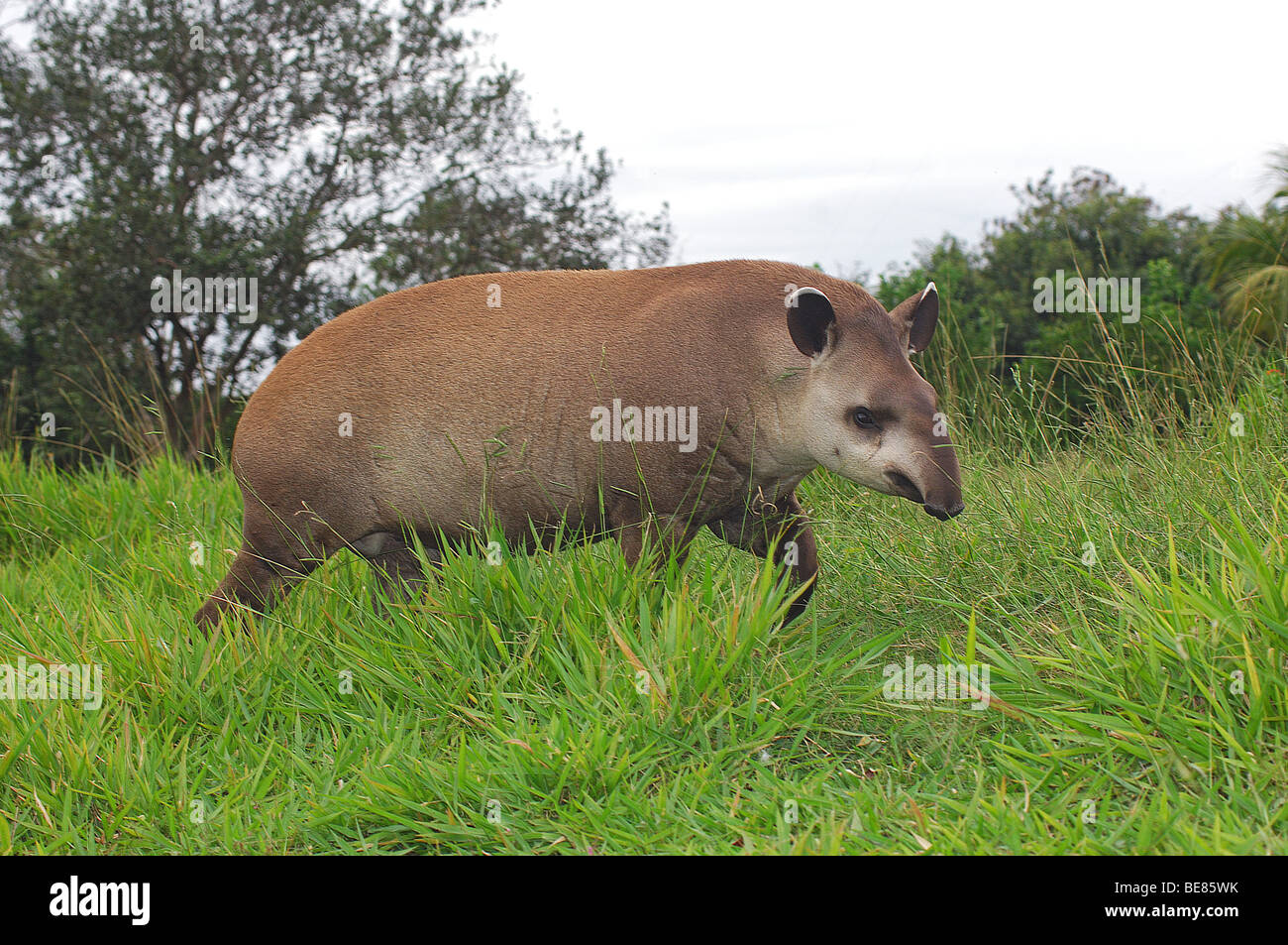 Brazilian tapir - walking on meadow / Tapirus terrestris Stock Photo ...