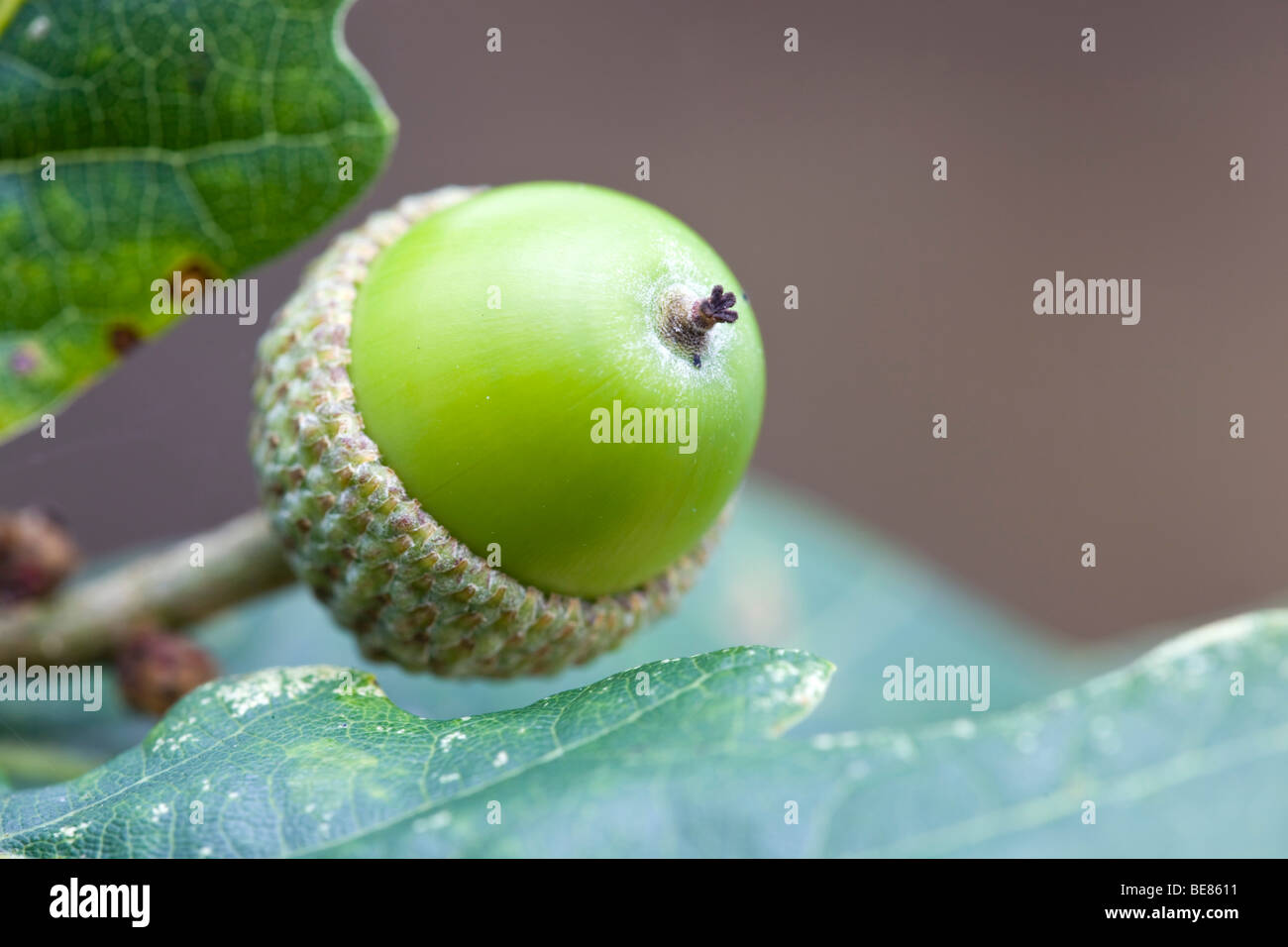 acorn; english oak; Quercus rober Stock Photo - Alamy