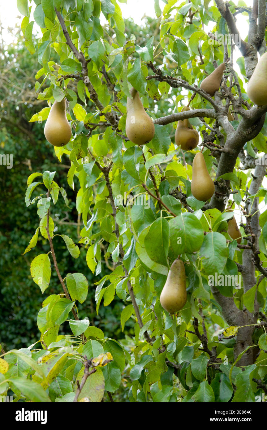 Conference pear tree hi-res stock photography and images - Alamy