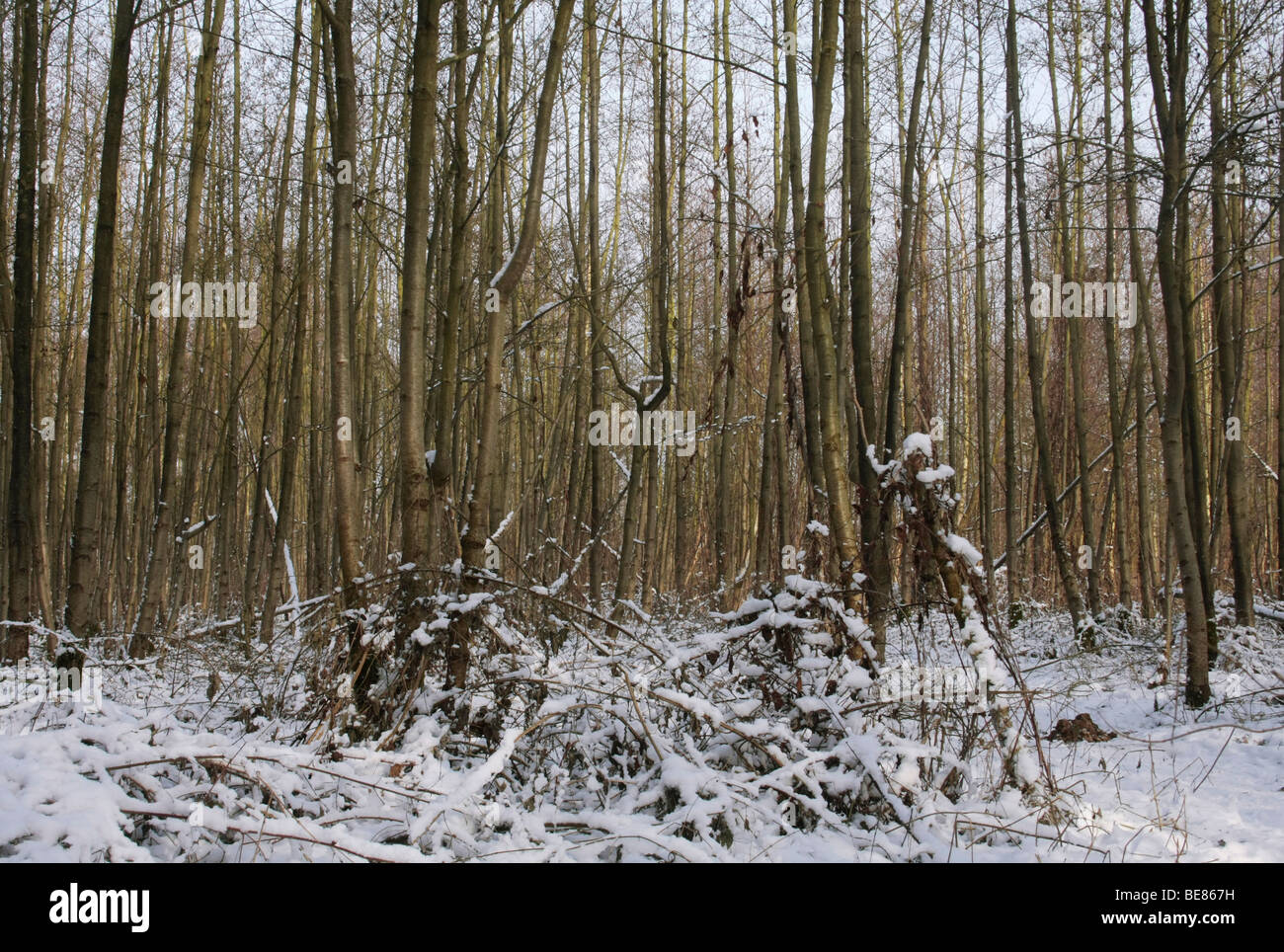 Uiterwaarde Waal, elzenbroekbos op een winterdag Stock Photo - Alamy