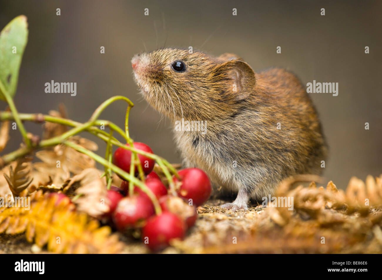 bank vole; Clethrionomys glareolus; with haws Stock Photo - Alamy