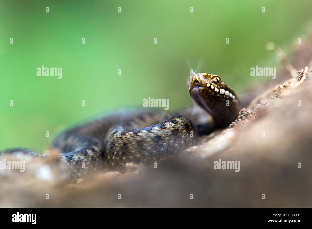 adder; Vipera berus; cornwall tongue flicking Stock Photo - Alamy