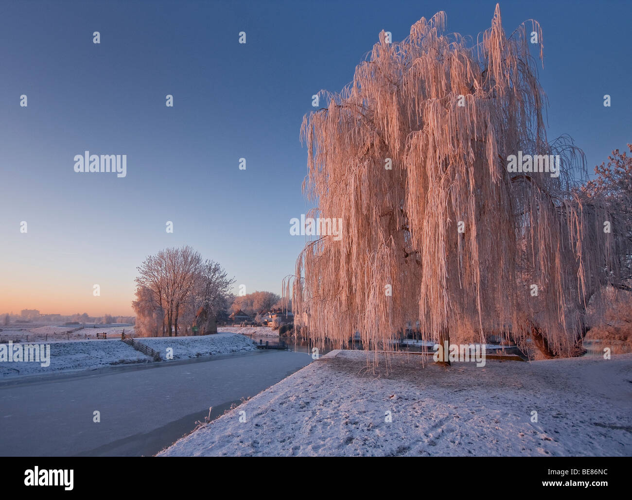 The Bossche Broek before sunrise covered with ripe and snow ...