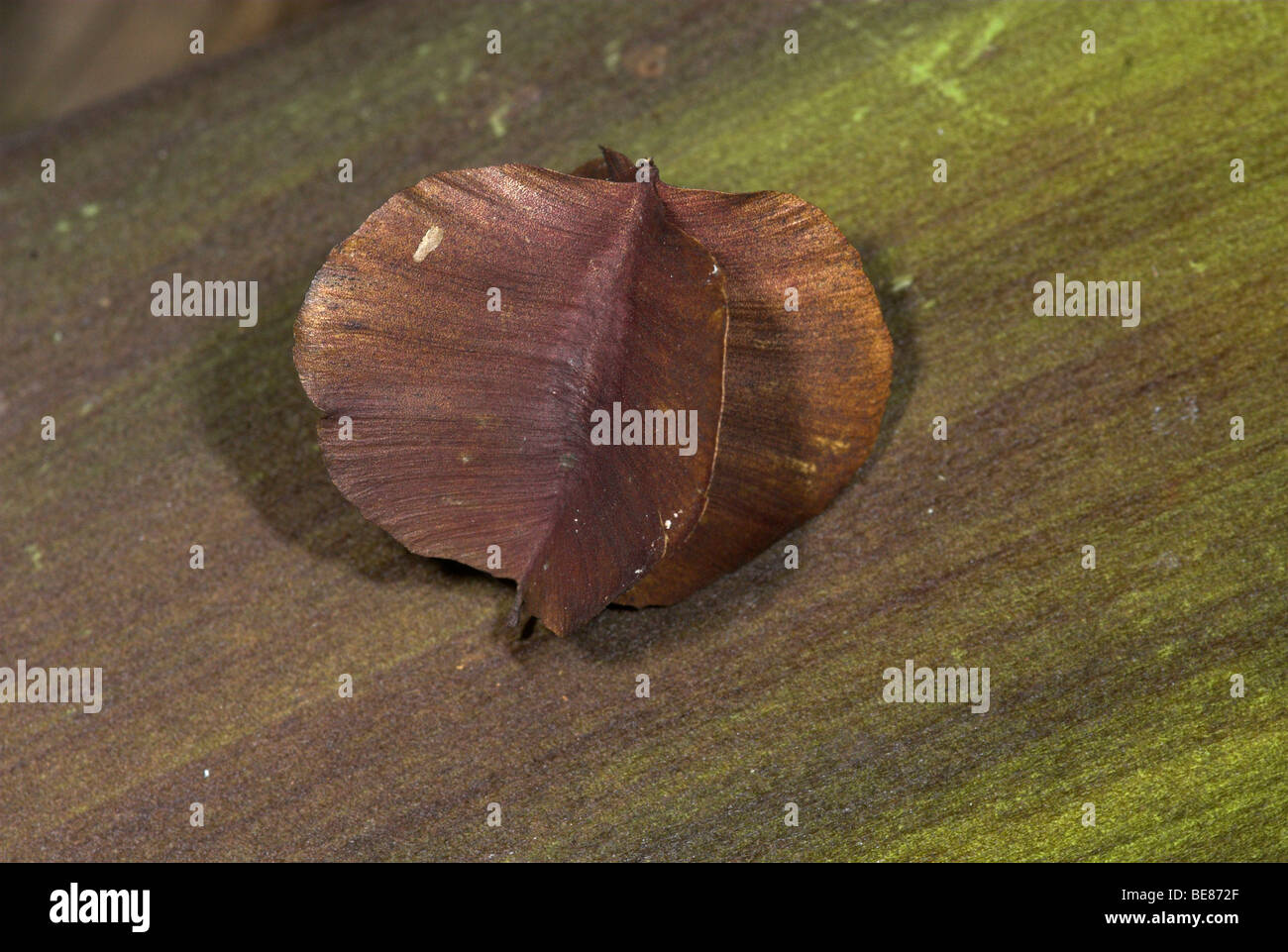 Seed pod on leaf Manu Peru tropical jungle brown Stock Photo - Alamy