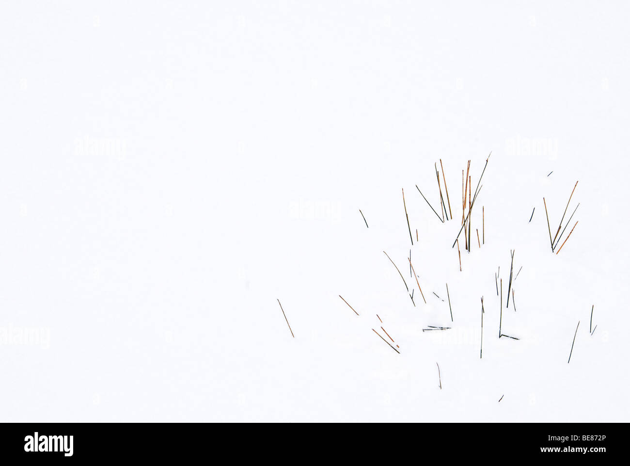 High-key of blades of grass in the snow in the Hatertse vennen in ...
