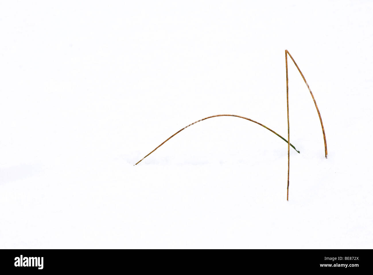 High-key of blades of grass in the snow in the Hatertse vennen in ...