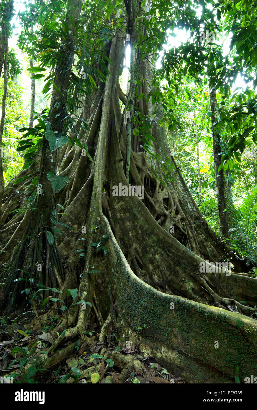 Strangler Fig Ficus sp Manu Peru tropical jungle primary forest large ...