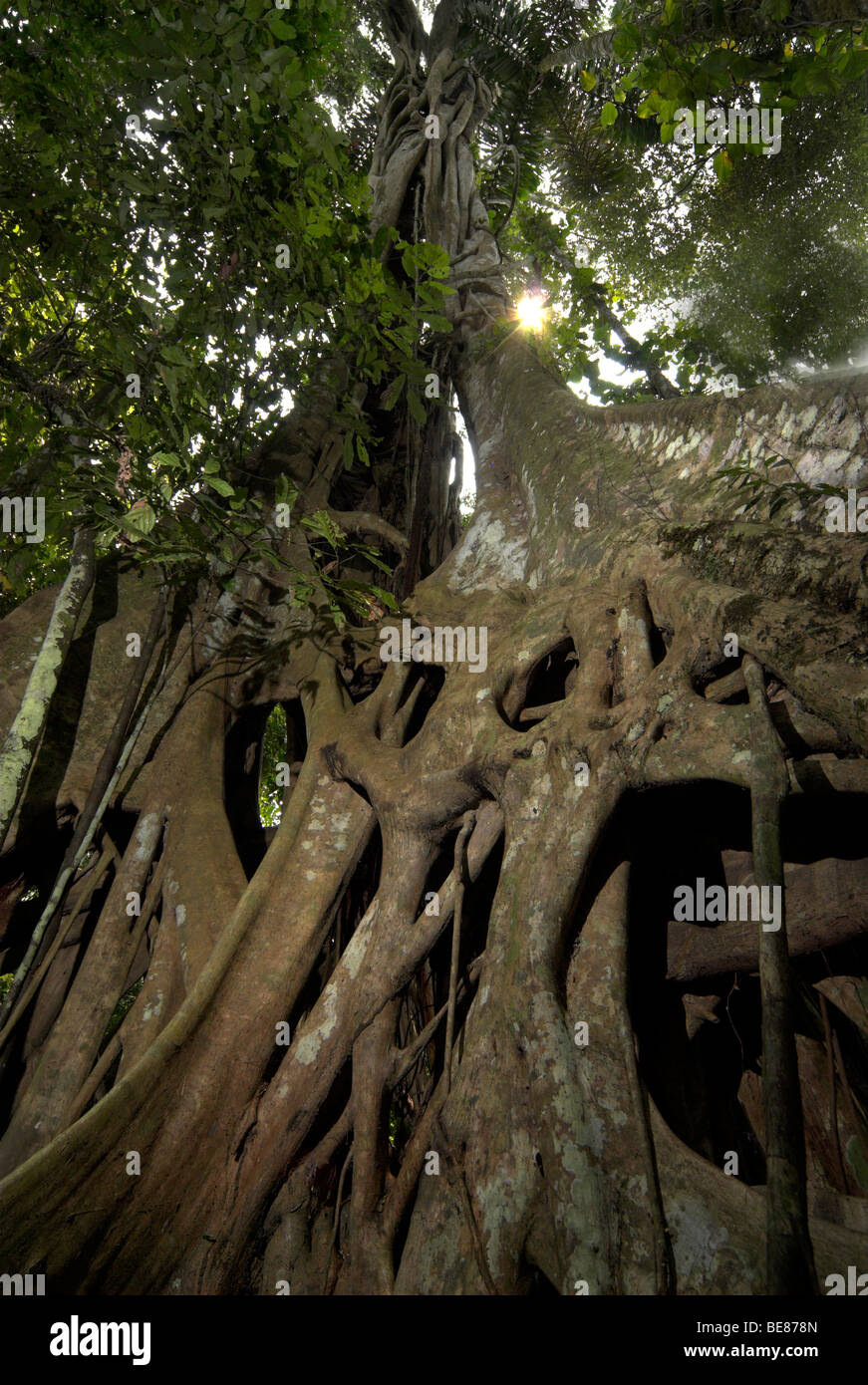 Strangler fig trees hi-res stock photography and images - Alamy