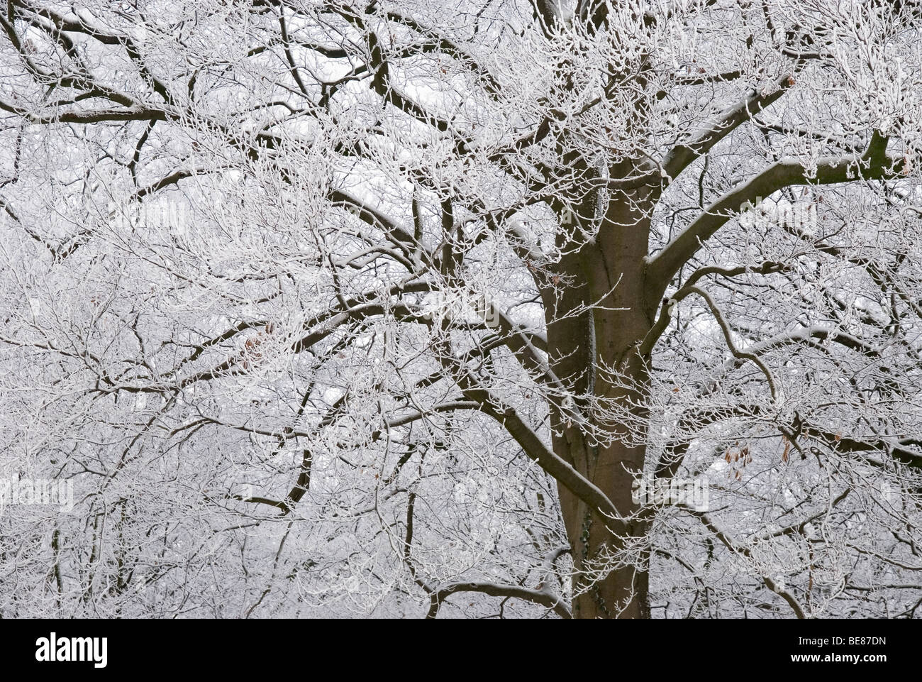 Berijpte boom in de winter; Frosted tree in the winter Stock Photo - Alamy