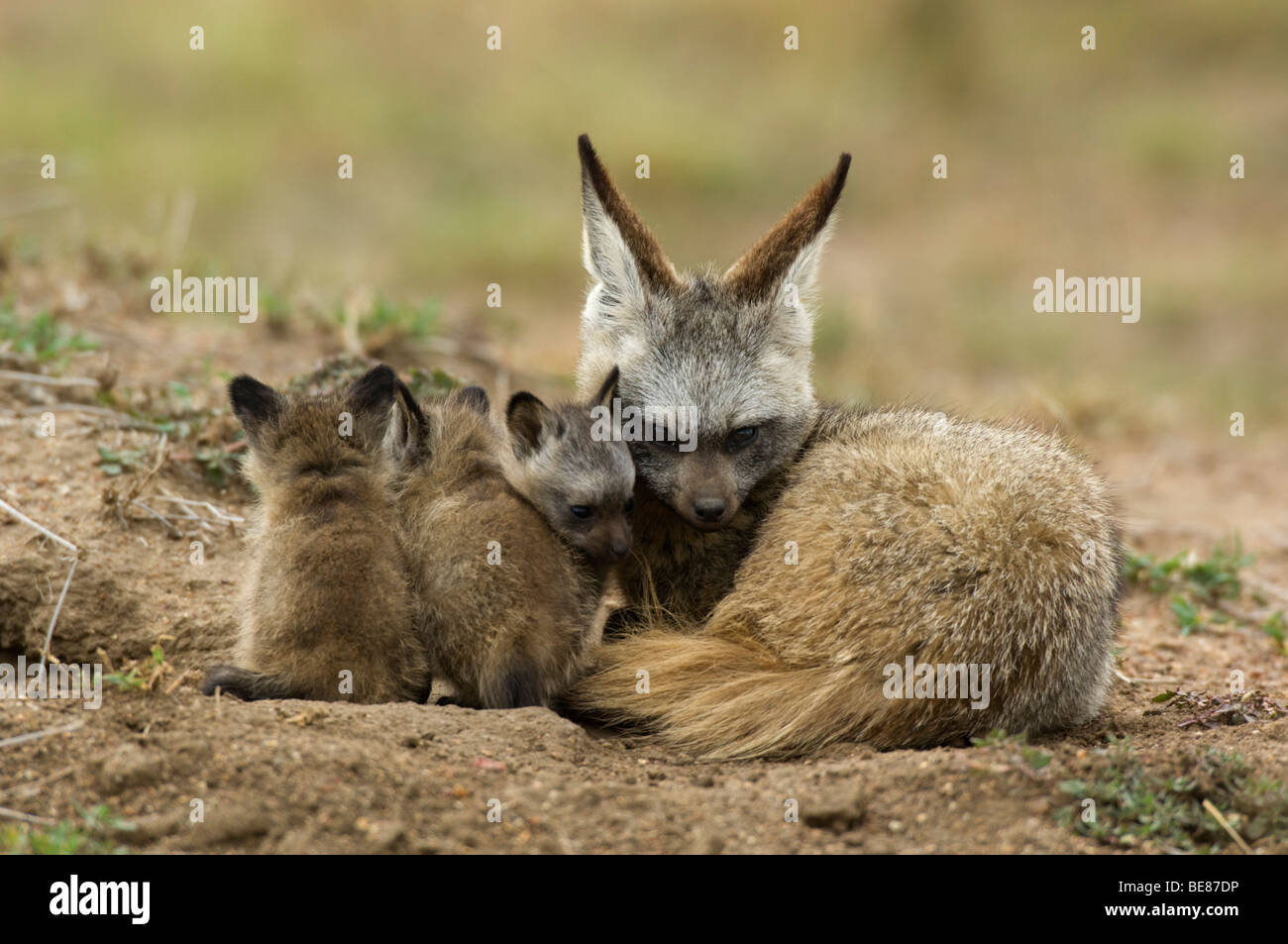 Bat Eared Fox Pups