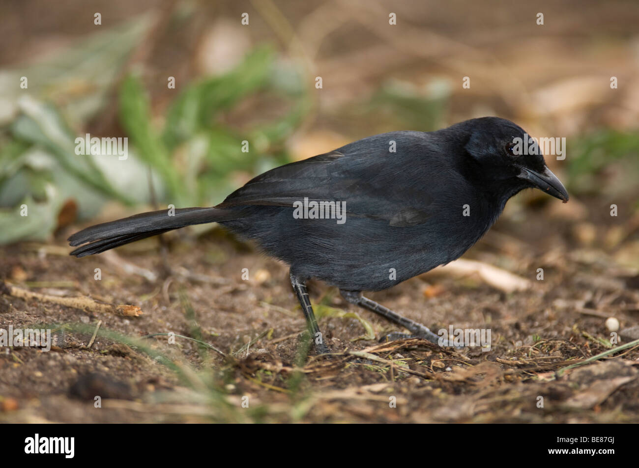 Slate-coloured boubou (Laniarius funebris), Maasai Mara National ...