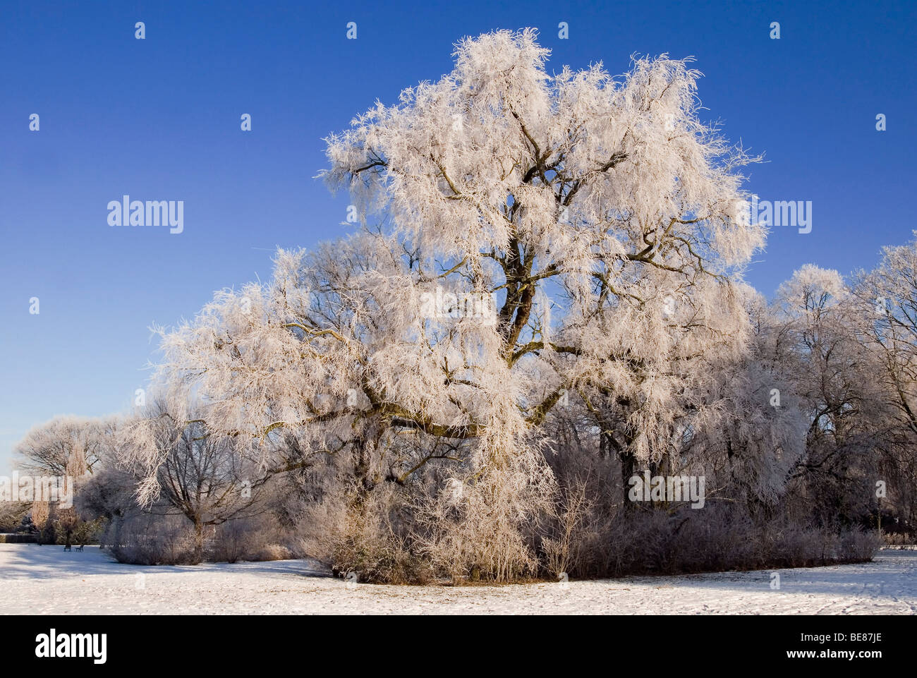 Berijpte bomen hi-res stock photography and images - Alamy