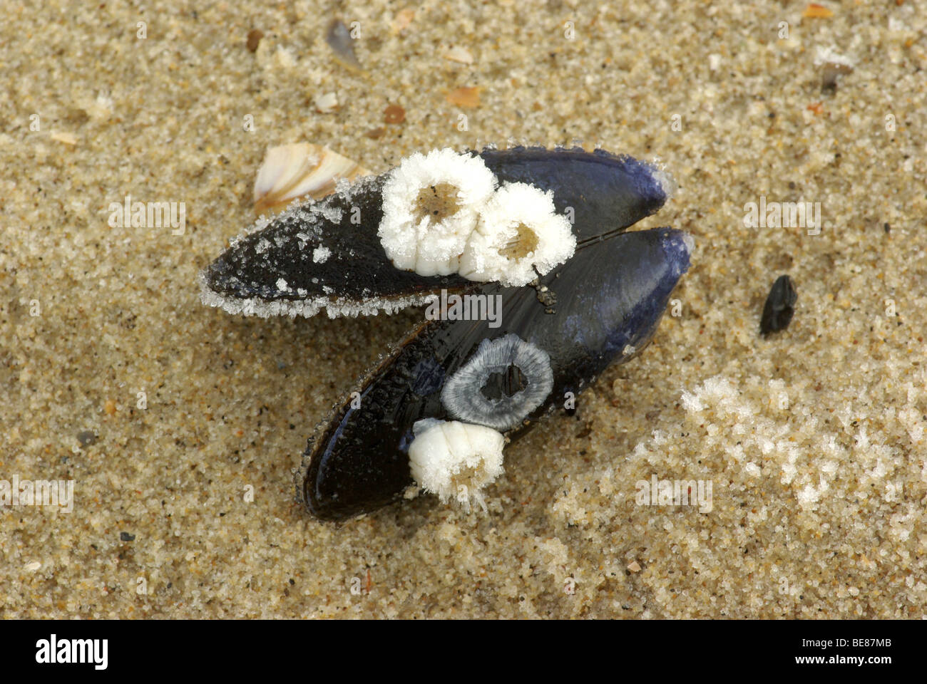 Mossel als tweekleppel weekdier bedekt met rijp en zeepokken op het ...