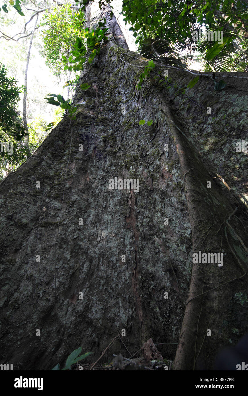 Buttress Tree and roots Manu Peru tropical jungle primary forest Stock ...