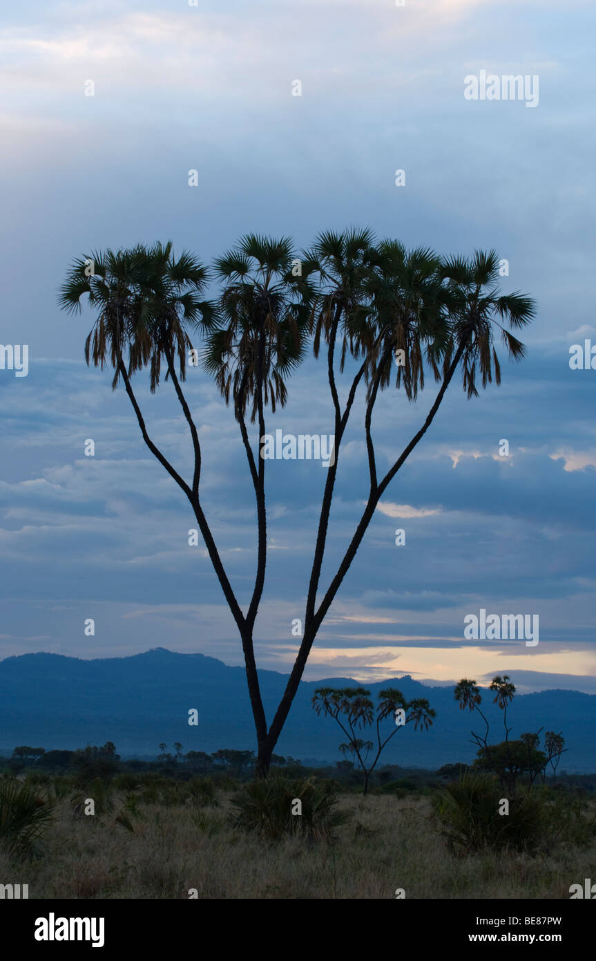 Meru National Park, Kenya Stock Photo - Alamy